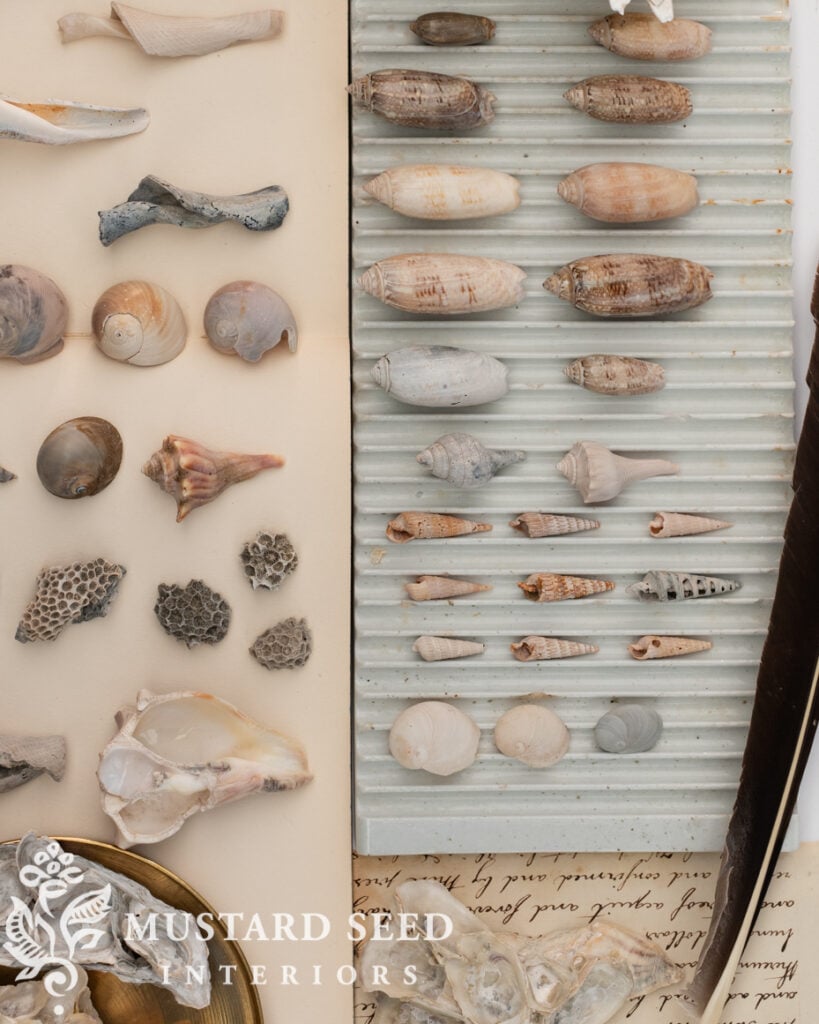 Hilton Head Island | Shelling Tips | Miss Mustard Seed