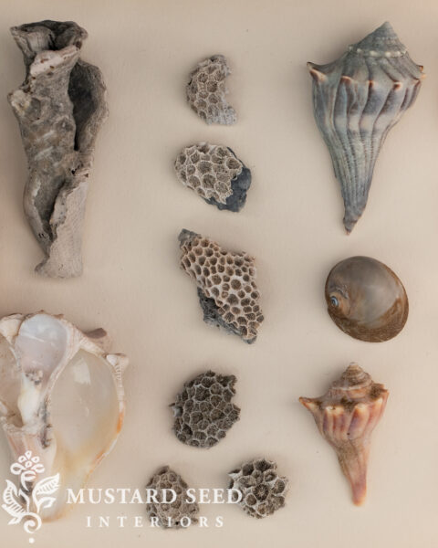 Hilton Head Island | Shelling Tips | Miss Mustard Seed