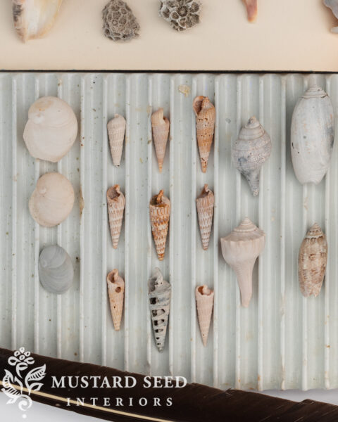 Hilton Head Island | Shelling Tips | Miss Mustard Seed