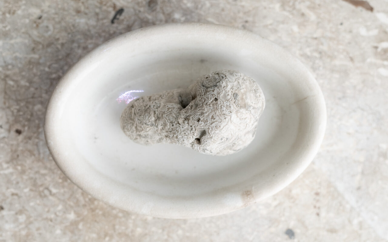 the story of the bryozoan-encrusted shell | Miss Mustard Seed