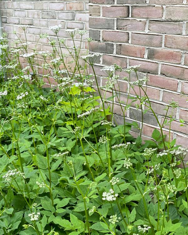 how to get rid of bishop's weed | goutweed update | Miss Mustard Seed