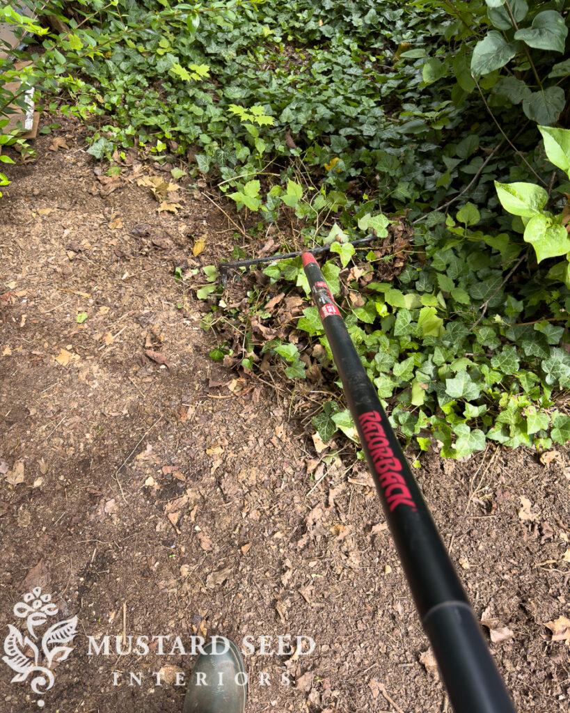 removing english ivy two ways | Miss Mustard Seed