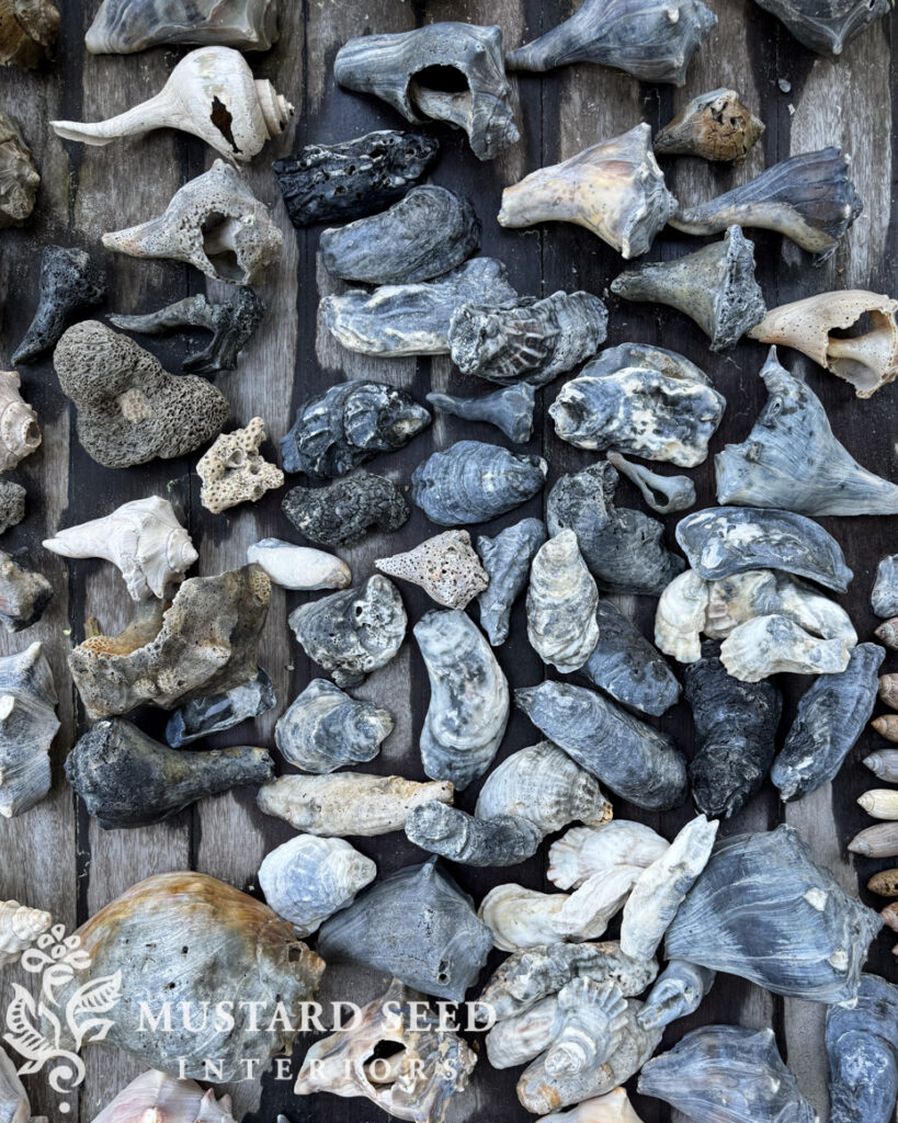 wabi-sabi shells | Miss Mustard Seed