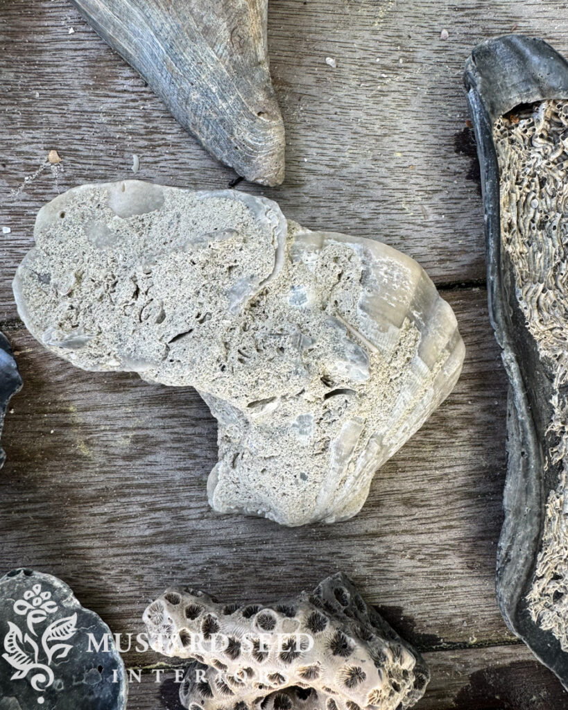 the 2024 IOP shell collection contest | Miss Mustard Seed
