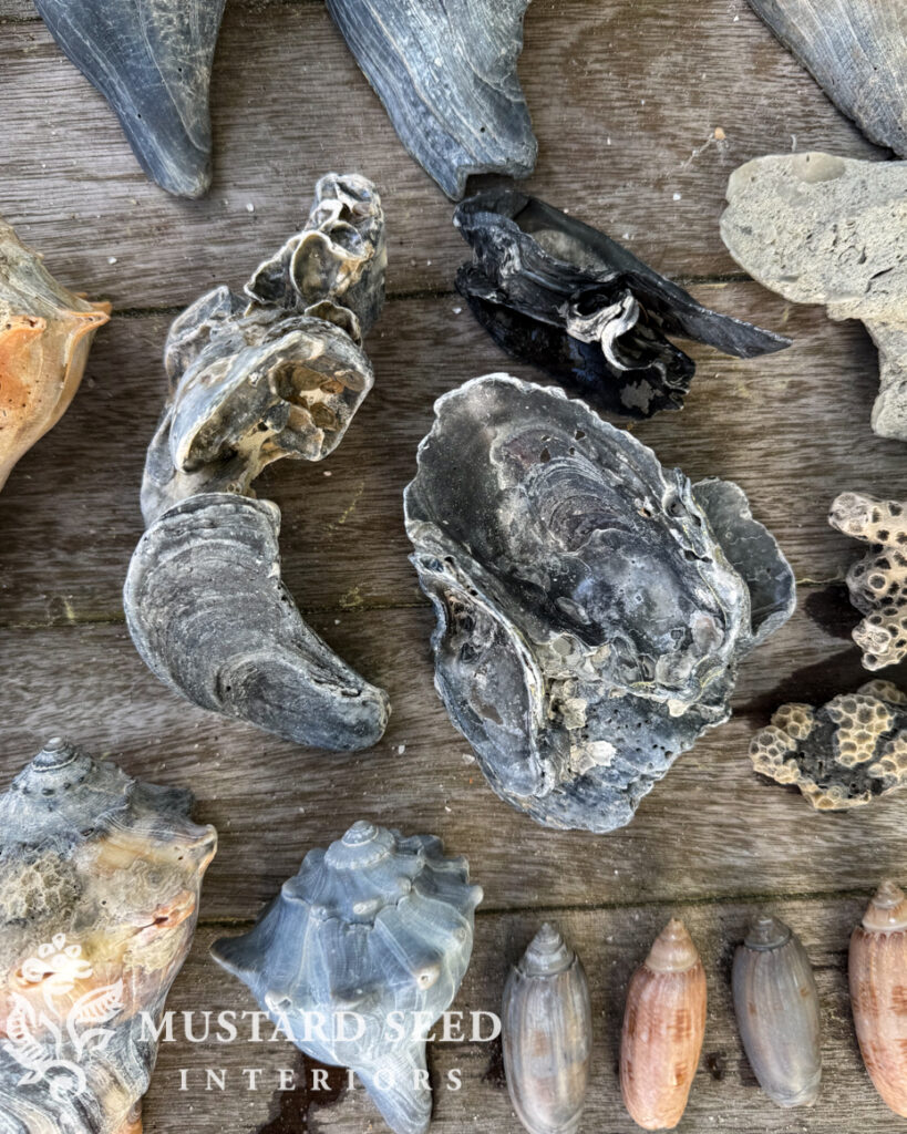 the 2024 IOP shell collection contest | Miss Mustard Seed
