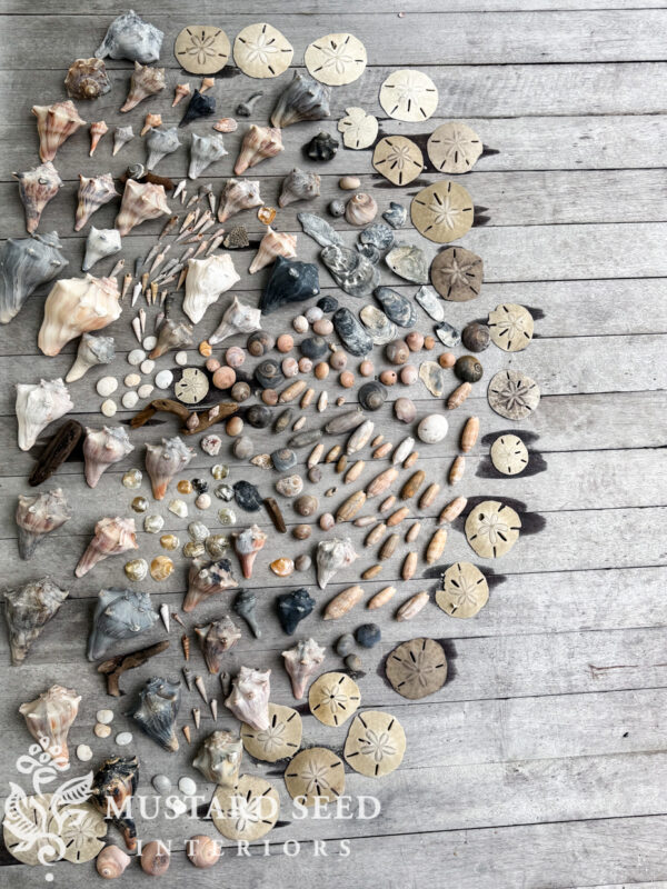 the 2024 IOP shell collection contest | Miss Mustard Seed