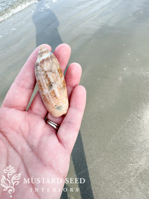 Isle of Palms & Wild Dunes Shelling Guide | Miss Mustard Seed