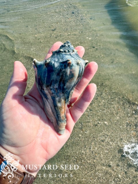 lessons from a whelk | Miss Mustard Seed