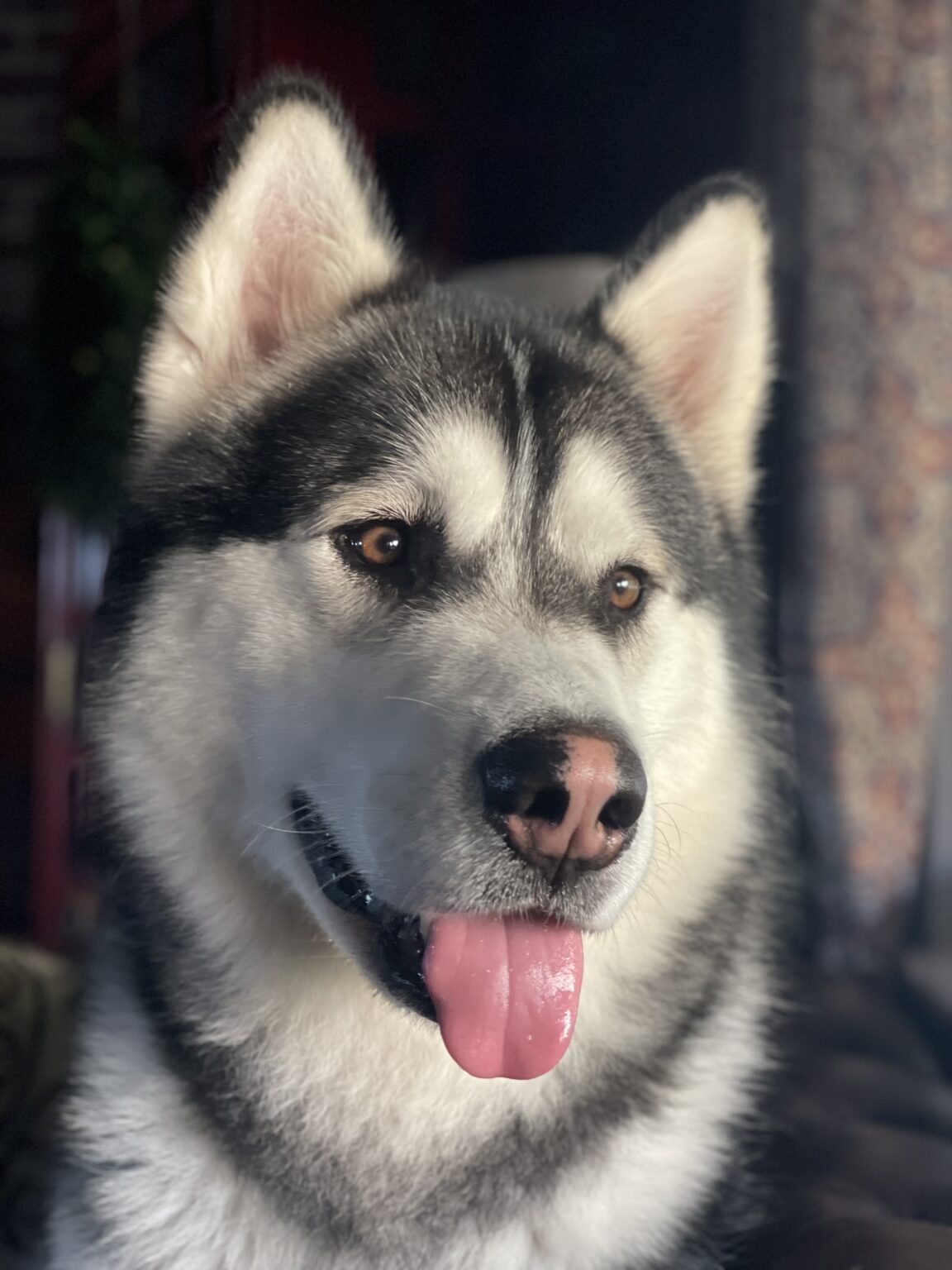 photo tips for pet portraits | Miss Mustard Seed