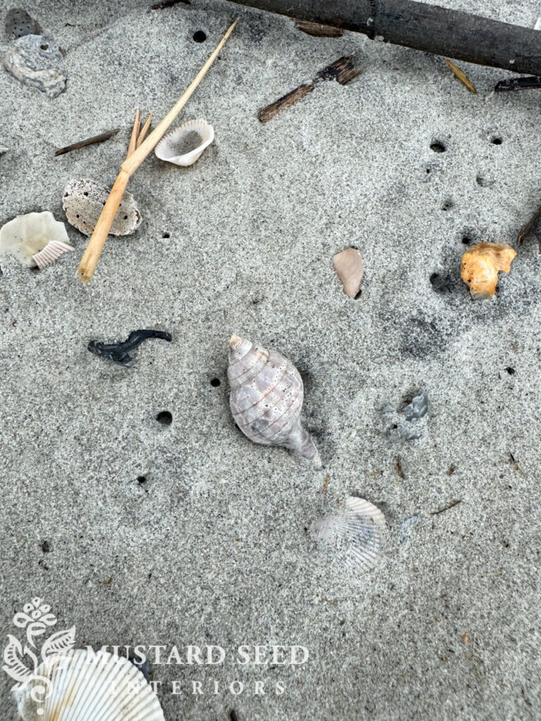 Hilton Head Island | Shelling Tips | Miss Mustard Seed