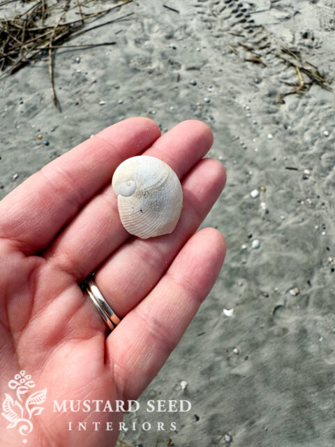 Hilton Head Island | Shelling Tips | Miss Mustard Seed