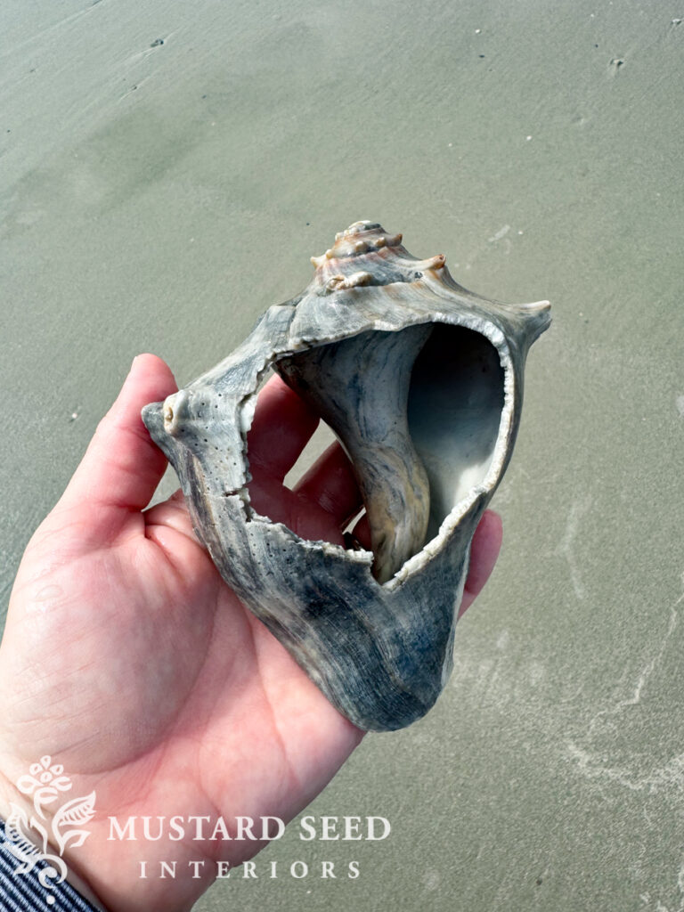 Hilton Head Island | Shelling Tips | Miss Mustard Seed