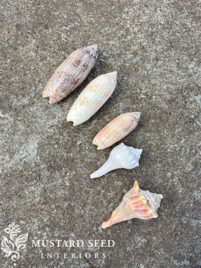 Hilton Head Island | Shelling Tips | Miss Mustard Seed